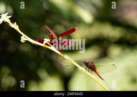 A closeup of a Straight-edge Red Parasol (Neurothemis terminata) on a ...