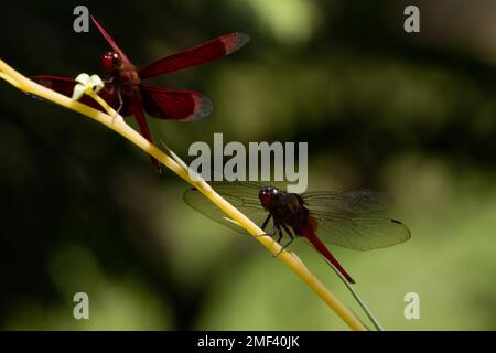 A closeup of a Straight-edge Red Parasol (Neurothemis terminata) on a ...
