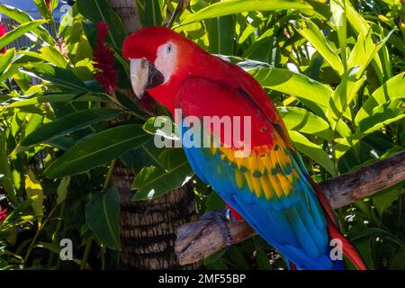 Macaw Parrots in the Dominican Republic Stock Photo - Alamy