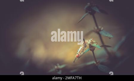 The tussock moth caterpillar on wildflower and green leaf, Before ...