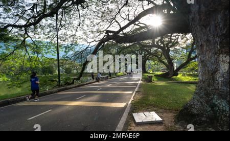 Taiping, Malaysia - 1st Jan 2023: Beautiful Raintree Walk in Taiping ...