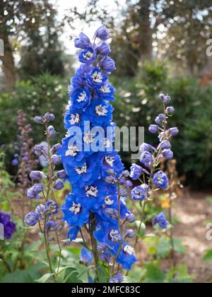 Delphinium 'Aurora Light Blue'. Larkspur flower. Aurora Series Stock ...