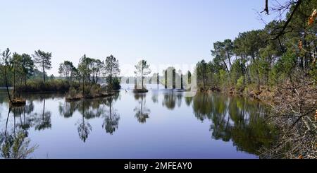 Lake of Hostens water trees pines reflexion in Gironde france Stock ...