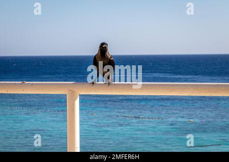 Crows are black birds known for intelligence, adaptability, distinctive ...