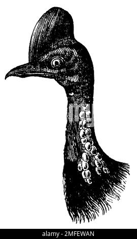 southern cassowary, Casuarius casuarius, anonym (biology book, 1882 ...