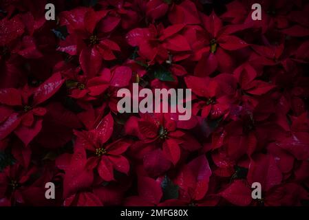 Mostly blurred Red Christmas Star flowers background in dim evening ...