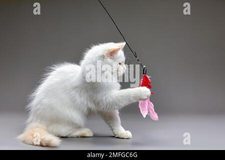 Cute fluffy kitten plays with bait on a gray background, cheerful ...