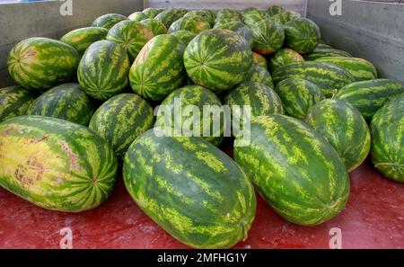 Freshly picked watermelons. Fresh summer fruit Stock Photo - Alamy
