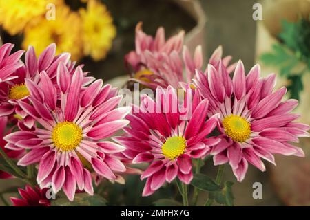 Chrysanthemums in the Nikitsky Botanical Garden, Crimea. flowers ...