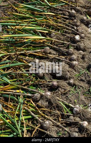 The dug-out garlic is dried on a garden bed on a summer day Stock Photo ...