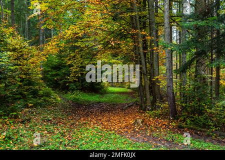 beautiful autumn beech forest. Carpathians in Ukraine. Dovbush rocks ...