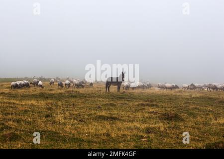 The mixed flock of sheep, donkey and goats grazing in the mist at early ...