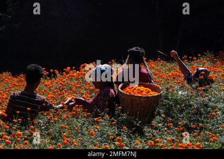 Nepalese farmers pick marigold flowers for the Tihar Festival ...