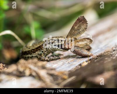 Common Lizard Predating a Moth Stock Photo - Alamy