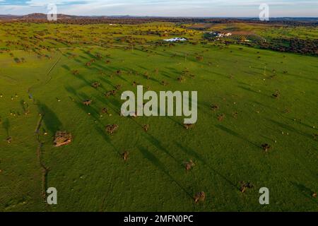 Aerial view of the countryside of the Alentejos Farm Ranches Stock ...