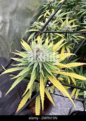 High angle view of cannabis plant growing outdoors Stock Photo - Alamy