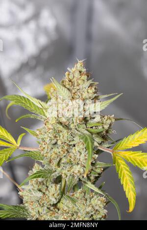 Vertical closeup shot of a marijuana plant on blurred background Stock ...
