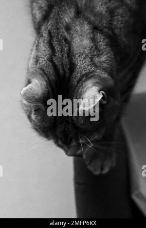 A grayscale shot of a cute tabby cat Stock Photo - Alamy