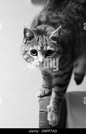 A grayscale shot of a cute tabby cat Stock Photo - Alamy