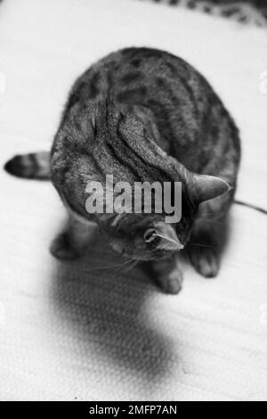A grayscale shot of a cute tabby cat Stock Photo - Alamy