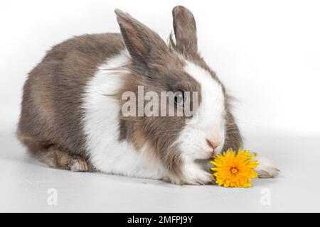 Portrait of a gray rabbit with dandelion flowers on a white background ...