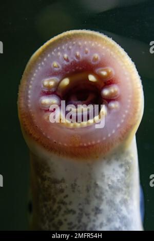 LAMPREY FISH - close up head & gills Stock Photo - Alamy