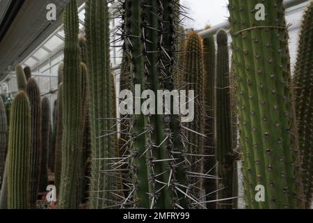 Various species of columnar cacti photographed as background. They have ...