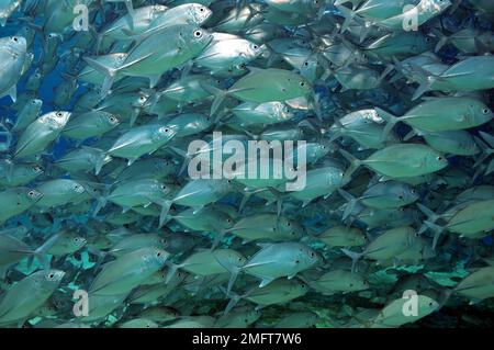Mackerel (Scombridae) in shoal, Indonesia Stock Photo - Alamy
