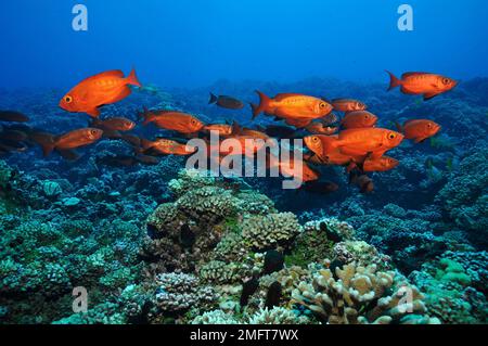Bigeyes (Priacanthidae) over a coral reef, Indonesia Stock Photo - Alamy