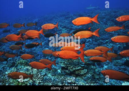 Bigeyes (Priacanthidae) over a coral reef, Indonesia Stock Photo - Alamy