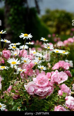 cluster of singel baby pink rose flowers,baby pink roses,daisy,roses ...