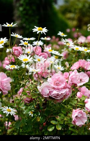 cluster of singel baby pink rose flowers,baby pink roses,daisy,roses ...