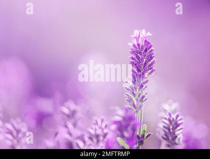 Selective focus on purple lavender flowers on blur background. Pastel ...