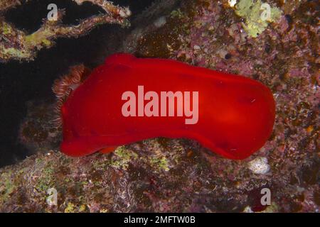 Spanish dancer (Hexabranchus sanguineus) . Dive site Abu Dabab, Red Sea ...