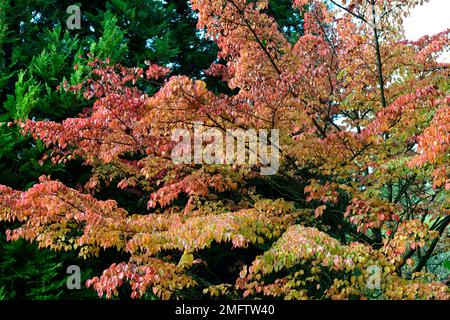 orange yellow cornus kousa chinensis leaves,dogwood,dogwoods,yellow ...