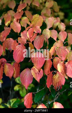 orange yellow cornus kousa chinensis leaves,dogwood,dogwoods,yellow ...