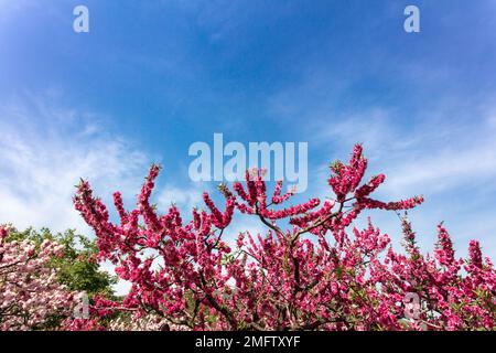 A beautiful closeup view of judas-tree on a blue sky background Stock ...