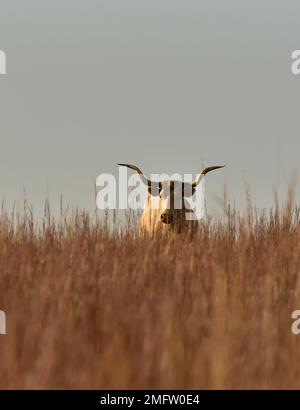 Purebred Texas longhorn cattle, Wichita Mountains Wildlife Refuge ...