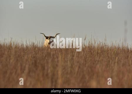 Purebred Texas longhorn cattle, Wichita Mountains Wildlife Refuge ...