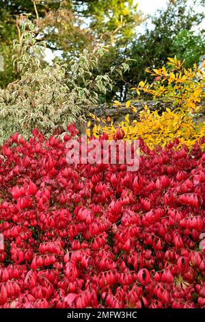 euonymous elata compacta,burning bush,red leaves,red foliage,leaves ...