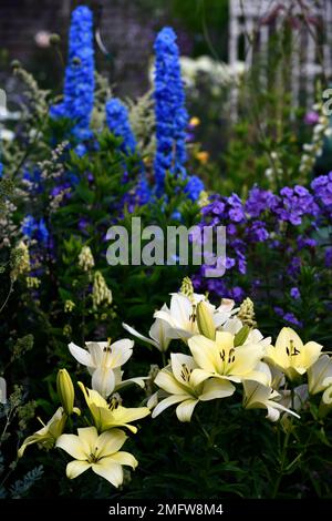 Lilium bird of paradise, Lily bird of paradise, asiatic lily hybrid ...