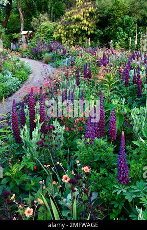lupin masterpiece,early summer,mixed planting scheme,perennial ...