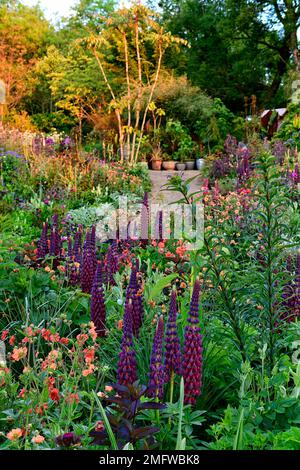 lupin masterpiece,early summer,mixed planting scheme,perennial ...