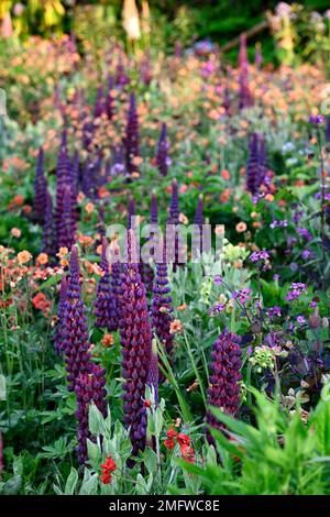 lupin masterpiece,early summer,mixed planting scheme,perennial ...
