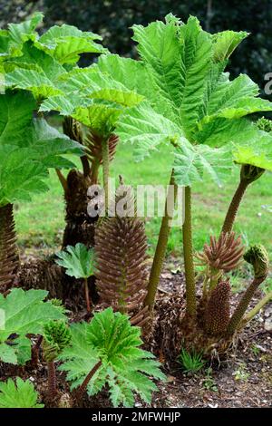 Rheum palmatum,flower bud,spring, emerge,emerging,buds,growth ...