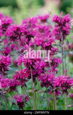 Monarda Grape Gumball, Bee Balm Grape Gumball, sugar buzz series ...