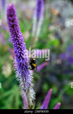 Bumble bee feeding,bumble bee feeding on Veronicastrum virginicum ...