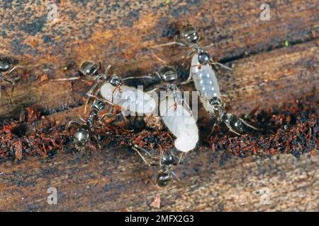 Garden ant Lasius sp. Worker ants caring to larvae after nest was ...