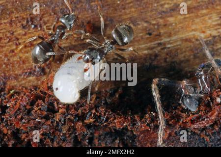 Garden ant Lasius sp. Worker ants caring to larvae after nest was ...