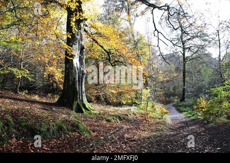 Craigengillan - Scotland Stock Photo - Alamy